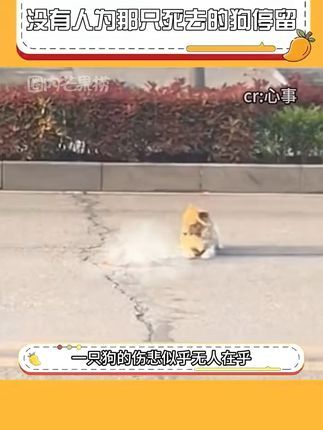 真的蚌埠住了,既然不能一起回家,那~陪陪你也好。#没有人为那只死去...