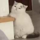 村长家的二傻子 