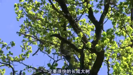 别洛韦日自然保护区,欧洲最大的原始森林,对自然保护起着重要的作用