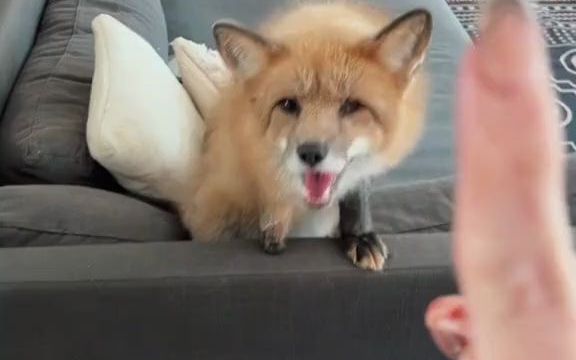 【狐狸】主人训练狐狸宠物各种动作