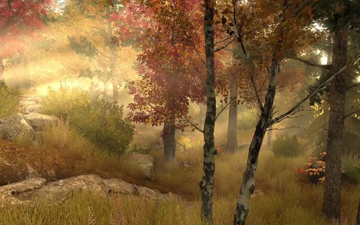 ...树林小径野外森林虫鸣鸟叫红色枫叶和谐大自然实拍视频素材 led...