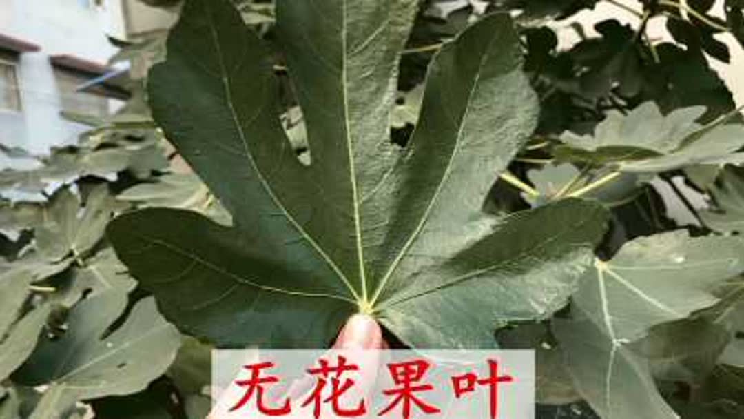 看似不起眼的无花果叶,它有哪些用途?看视频了解下吧