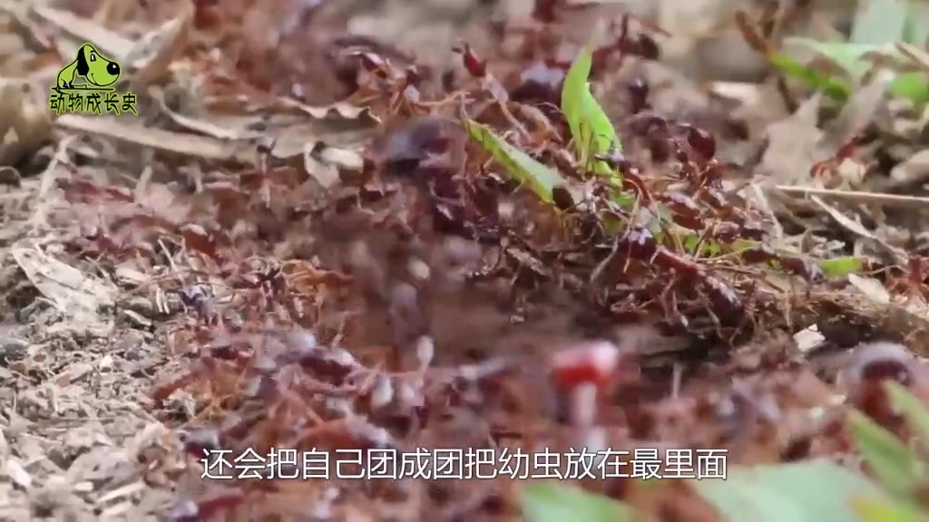 三维世界的二维生物,蚂蚁眼中的人类,和我们看见的有何不同?