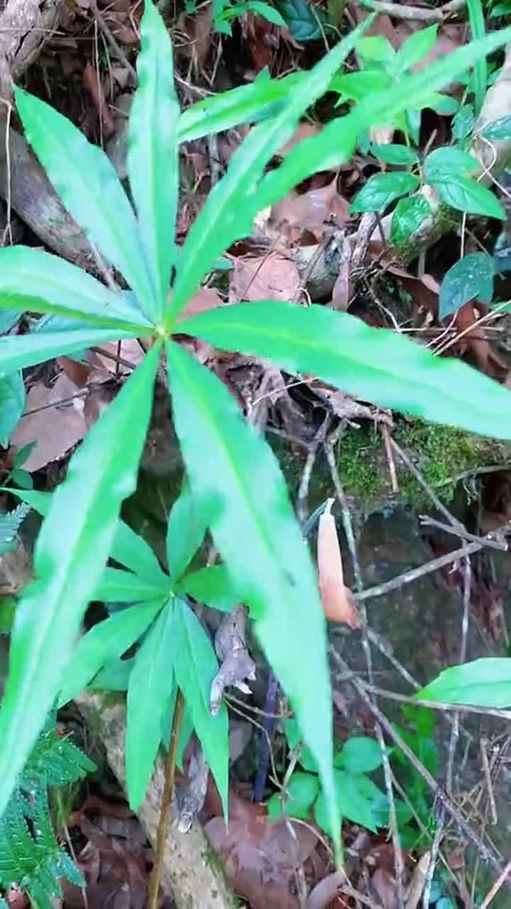 它不是七叶一枝花,它是一把伞南星