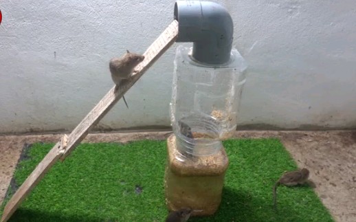 ...食物下面竟然是地狱!看大佬如何制作简易捕鼠器轻松抓到一窝老鼠!