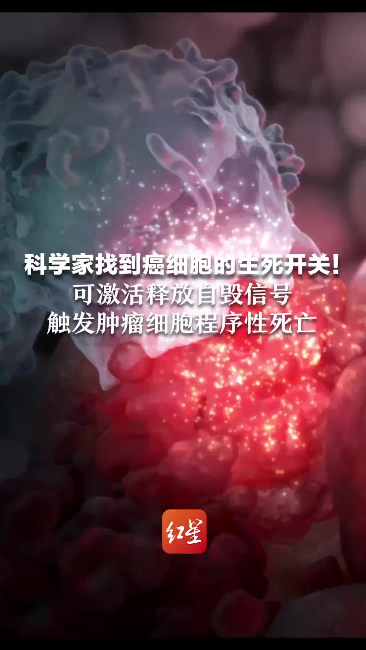 ...找到癌细胞的生死开关!可激活释放自毁信号,触发肿瘤细胞程序性死亡