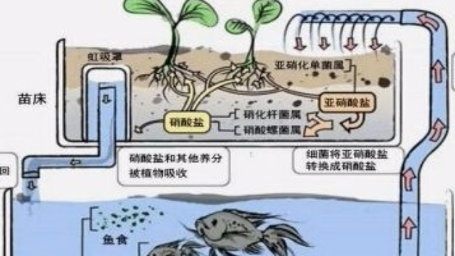鱼菜共生_菜鱼福,硝化菌的作用!