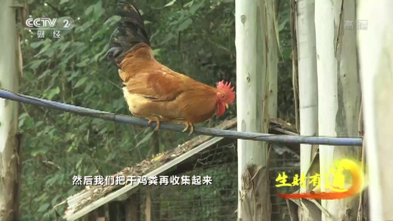 [生财有道]循环农业养殖模式 改善生态节约资源