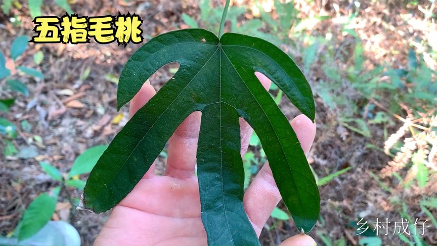 深山五指毛桃50元一斤,你知道它的作用吗?现在有钱人抢着要