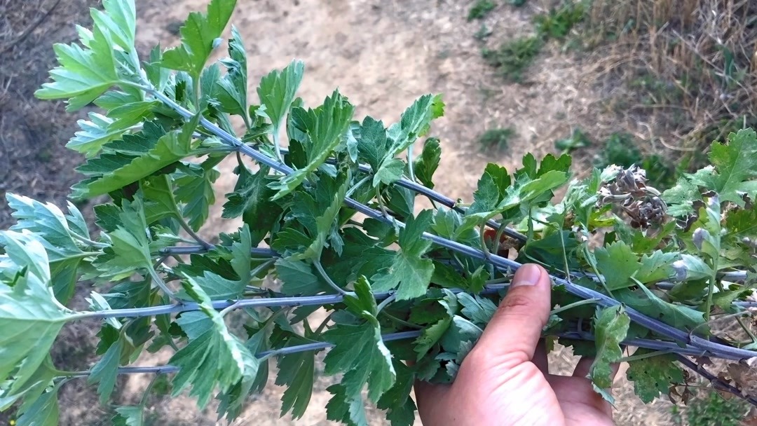 你知道艾草煮水泡脚的好处吗?艾草还可以煮水洗头?看看吧