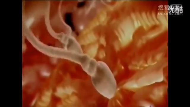 3D动感演示人的生命诞生的全过程