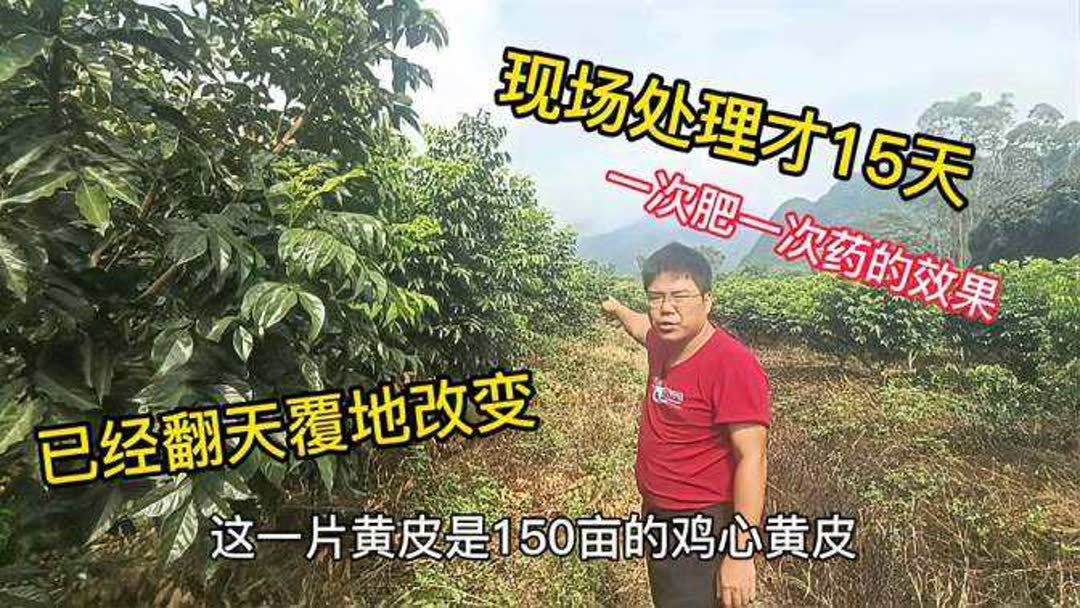150亩黄皮连续六年不挂果,现场处理半个月,效果开始呈现出来了