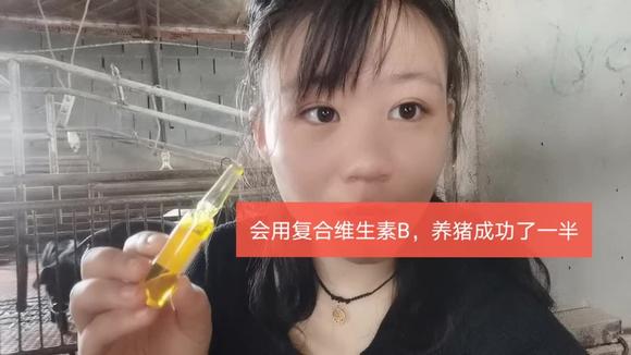 一元一支的复合维生素B,在养猪中竟然这么多好处,你学会了吗?