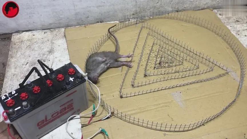 网友自制的电击捕鼠器,布满层层电网,都阻止不了老鼠轻生的念头