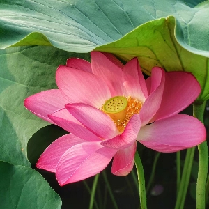 老玉米1209 