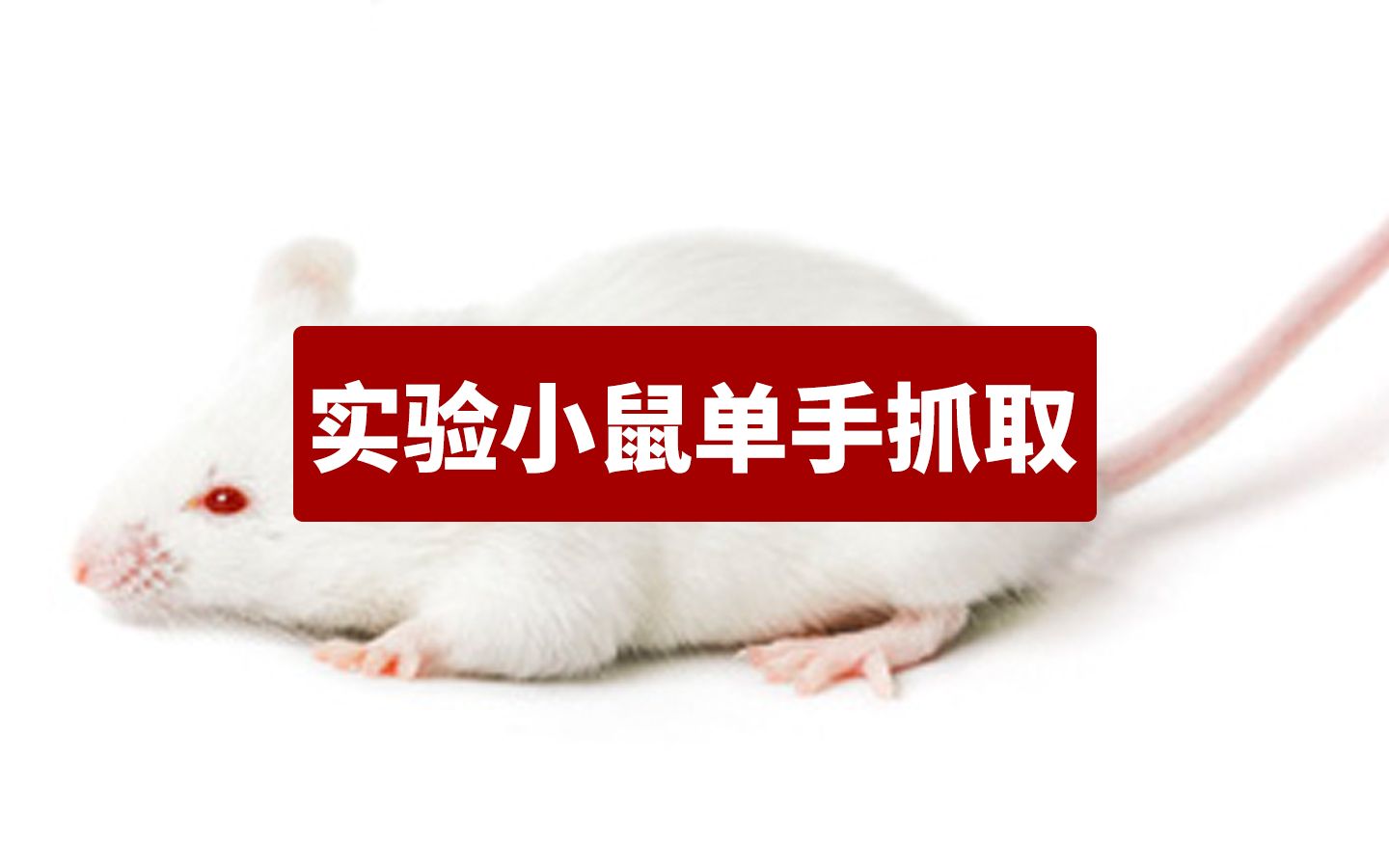 科研丨实验小鼠单手抓取