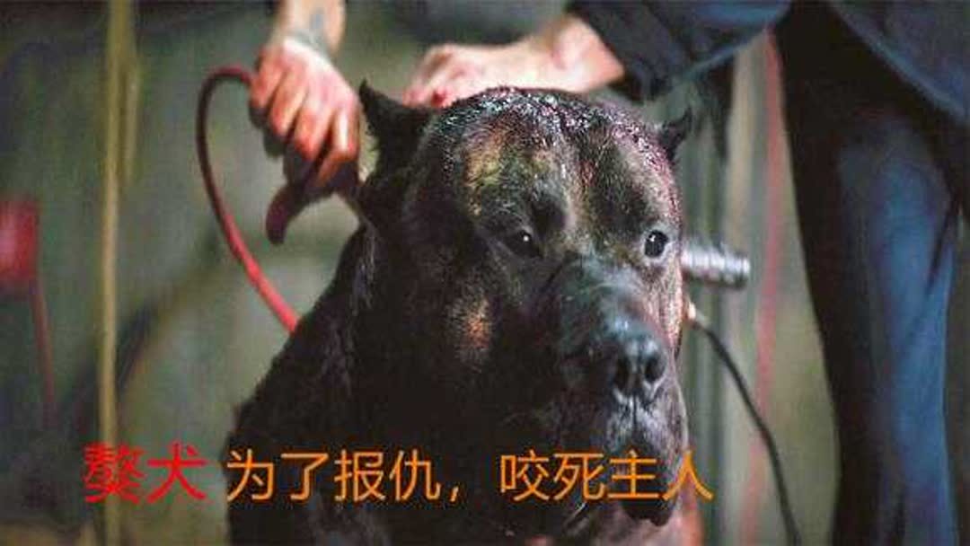 斗狗犬比赛后受伤,主人就要用电击杀死它,斗狗犬怒了!复仇片