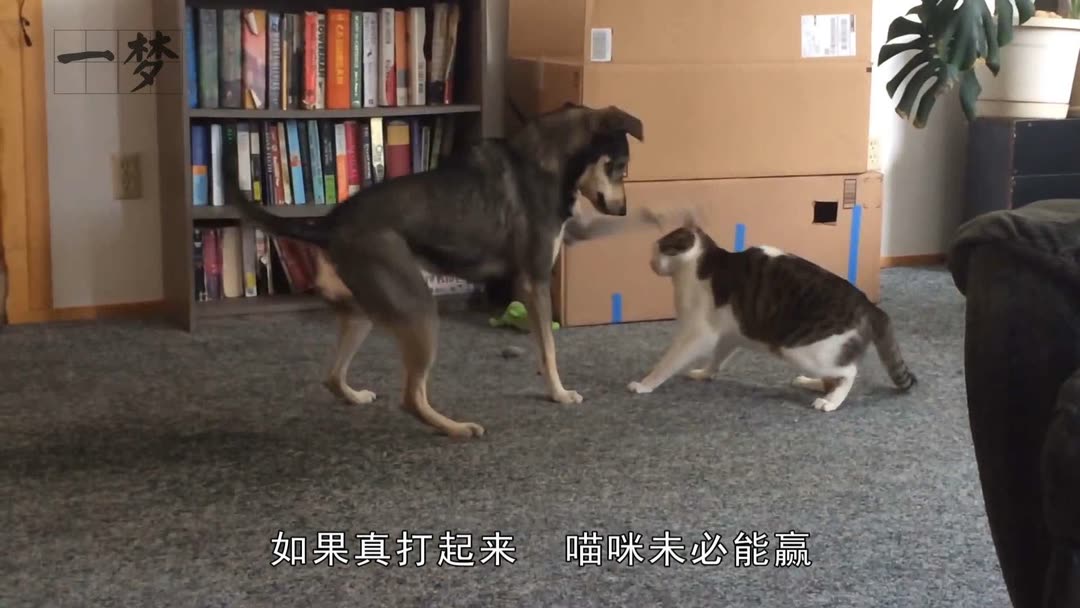 家里的猫狗打架,为什么总是猫赢?真相让人看了想哭!