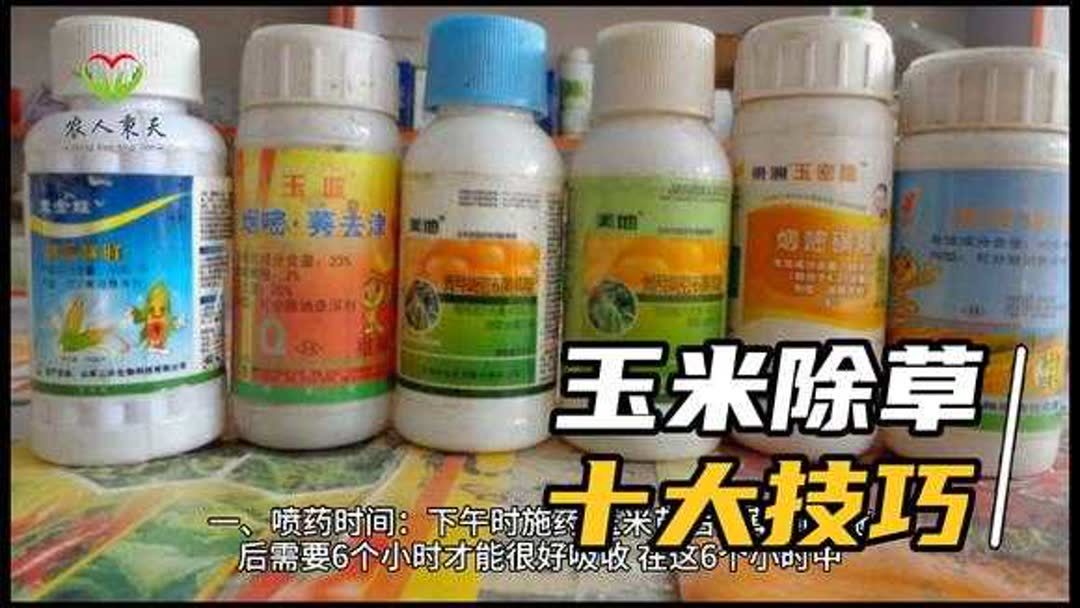 玉米除草剂十大使用注意事项及使用技巧!