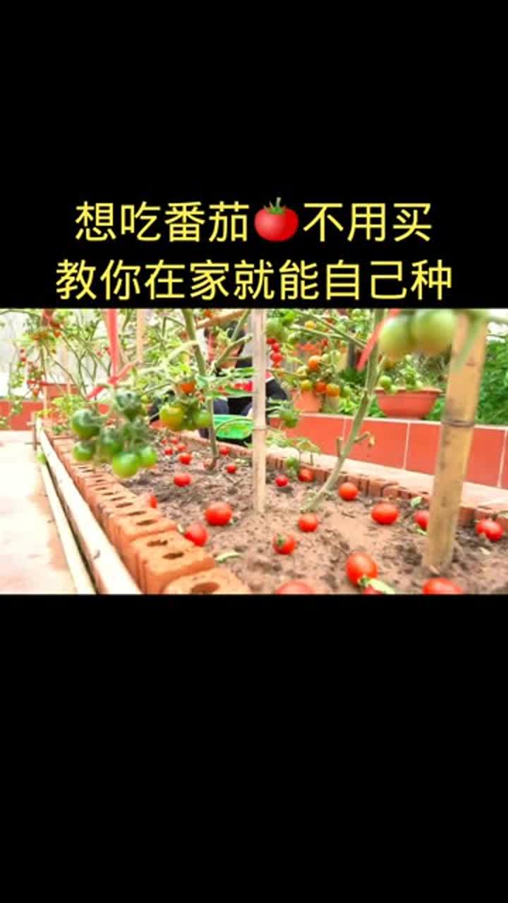 番茄 家庭种植 农业种植技术