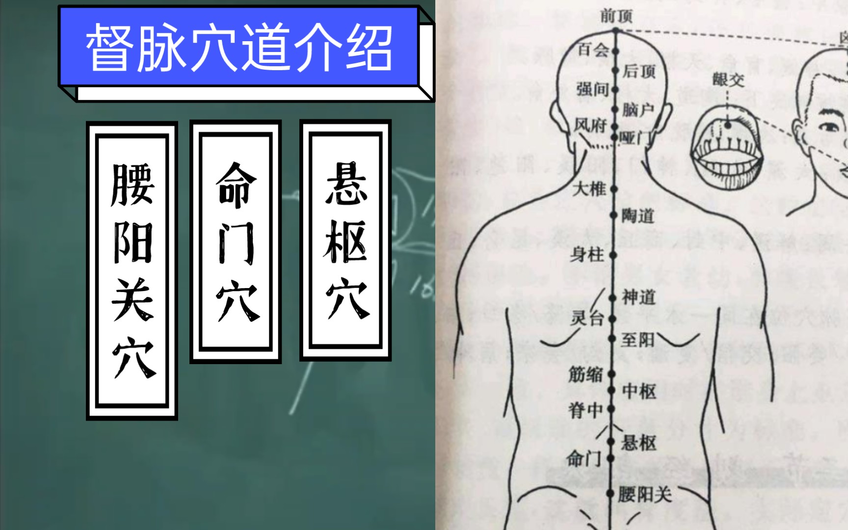 督脉穴道介绍之阳关穴,命门穴,悬枢穴,脊中穴|治疗腰痛的取穴
