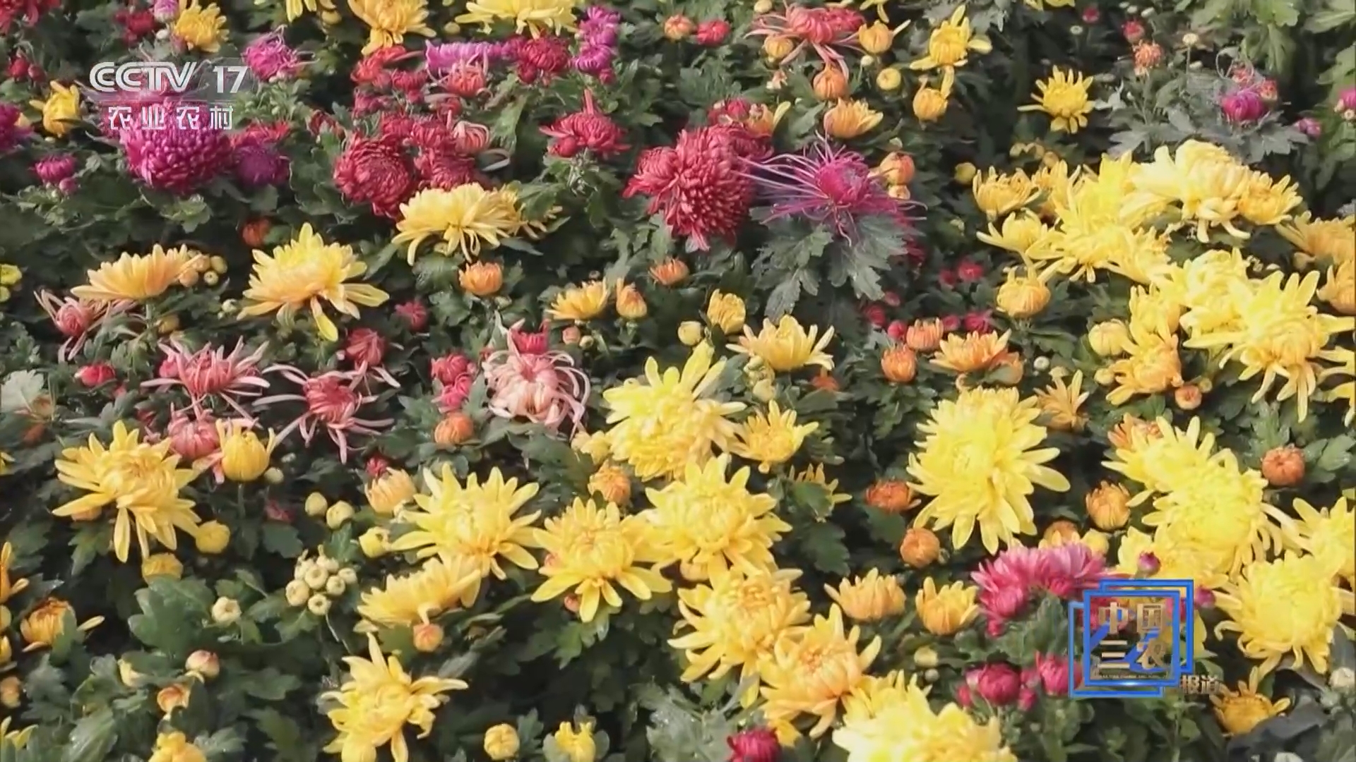 [中国三农报道]安徽霍邱:千亩菊花盛开 扮靓美丽乡村