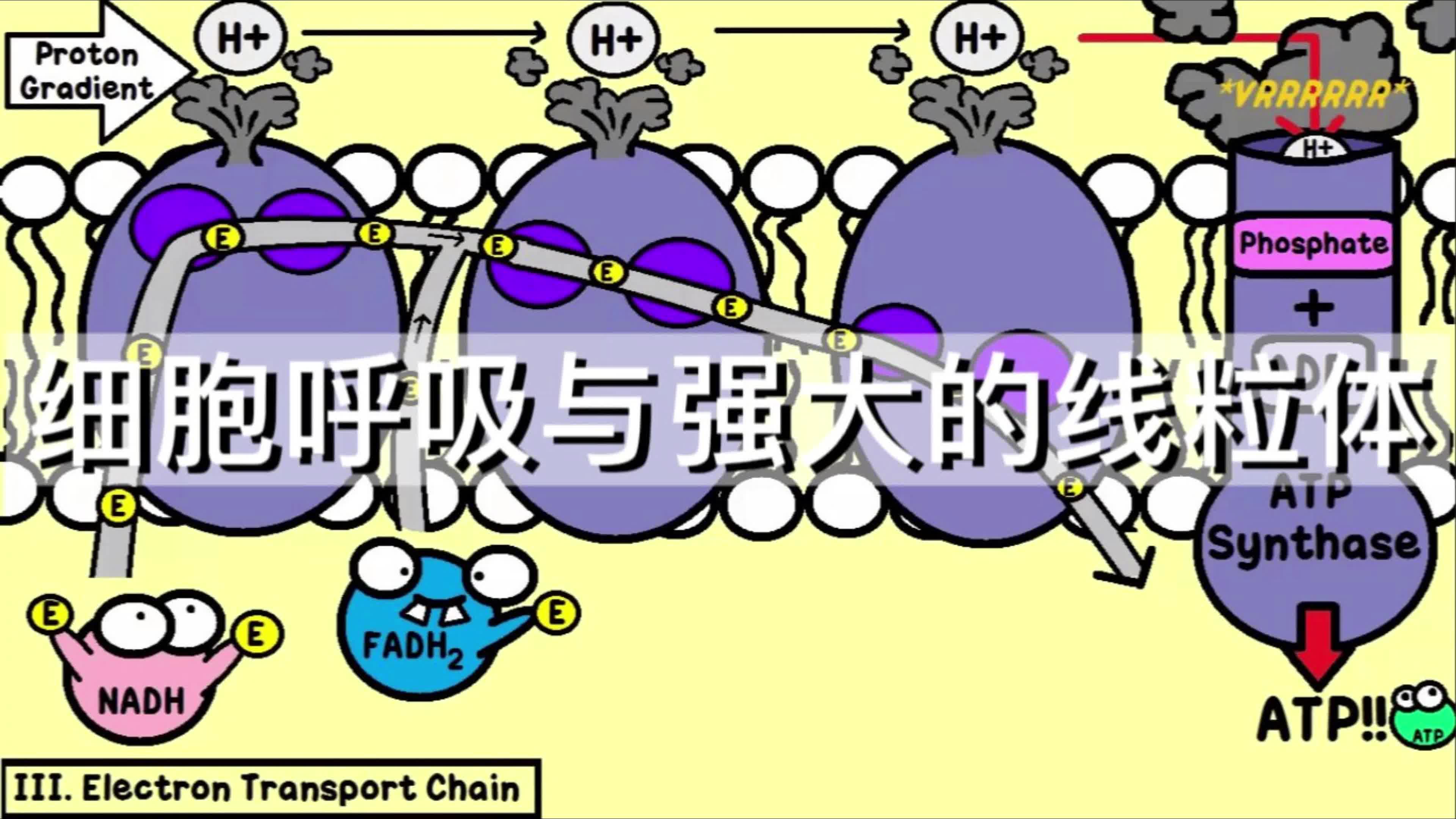 细胞呼吸与强大的线粒体