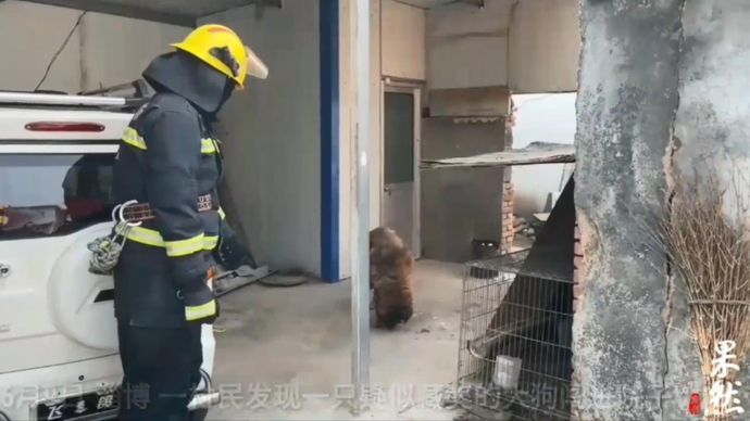 果然视频|疑似藏獒的大狗闯进院,居民吓得求助消防员