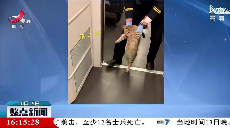 流浪猫溜进高铁车厢 被乘务员“架”下车