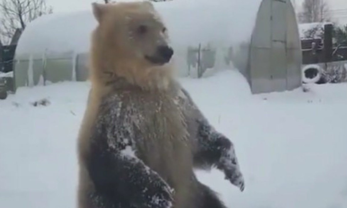 俄罗斯棕熊溜进农场,被小哥用雪猛砸,这熊的反应令人狂笑不止!