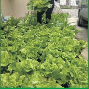 免浇水环保花卉 