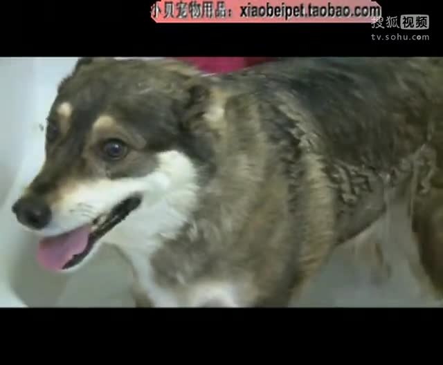 我来教你们怎么给狗狗洗澡:)