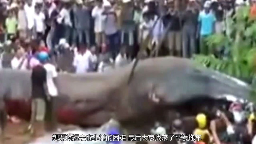 国外挖出了巨型的不明生物,体格庞大长相奇怪