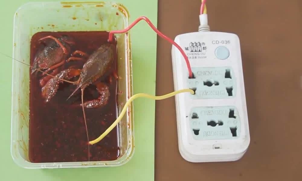 麻辣小龙虾通电后会怎样?一个有味道的实验