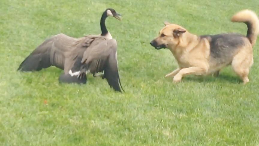 作死大鹅跟狗打架,主人在旁边根本拉不开,主人:谁输了就下锅