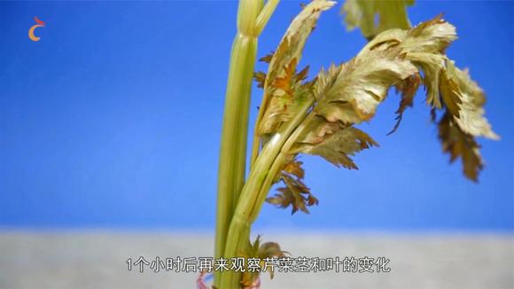 一起来揭秘,你知道植物的根有什么作用吗