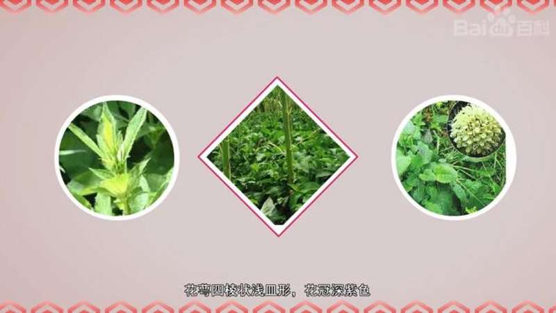 原来涪陵续断长这样