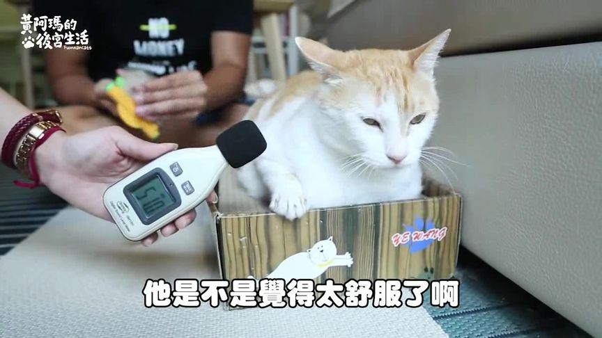 主人买来分贝仪,想要测试下猫咪的叫声有多大