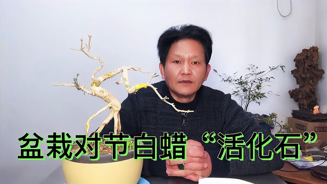 对节白蜡盆景之王,价值远远大于观赏