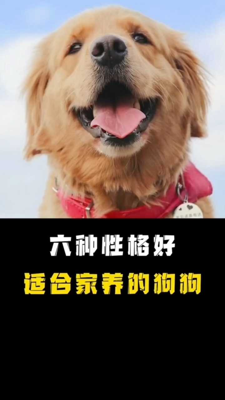 六种性格好,适台家养的狗狗