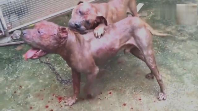 残忍斗狗比赛,如此凶残的斗狗你敢看吗?