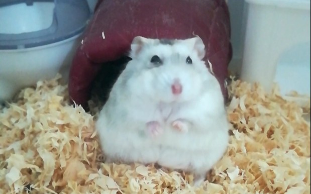 仓鼠观察日记——引鼠出洞