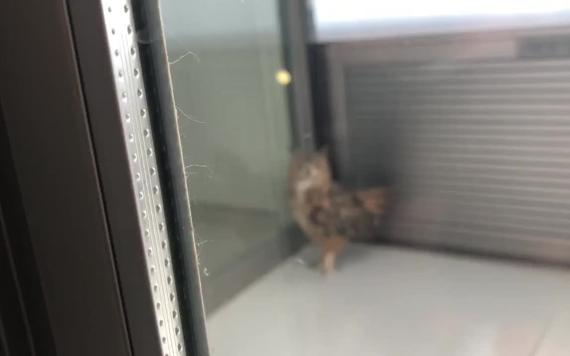 和咕咕鸡玩躲猫猫