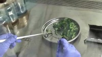 蝴蝶兰组培苗接种过程,组培室规划设计,全套组培仪器设备清单组培架,...