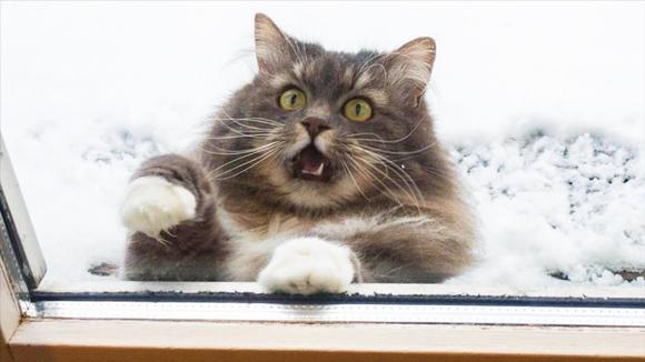猫咪犯起二来,就没哈士奇什么事了,这样的傻猫让你乐开怀。
