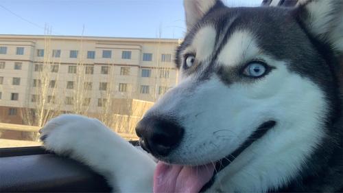 哈士奇的别有用处 ~·厨余垃圾桶~