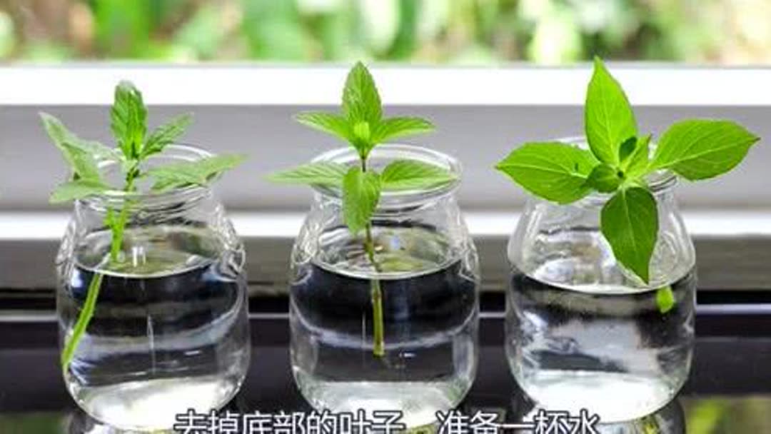 这些盆栽植物直接剪一段茎,浸泡在水中一两周就能生根发芽