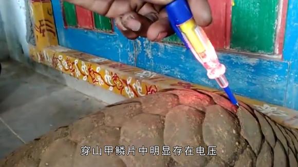 穿山甲身上有电,男子用电笔测试,让人百思不得其解