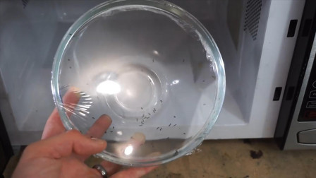 将蚂蚁放进250度的微波炉里,30秒后的结果令人不可置信!