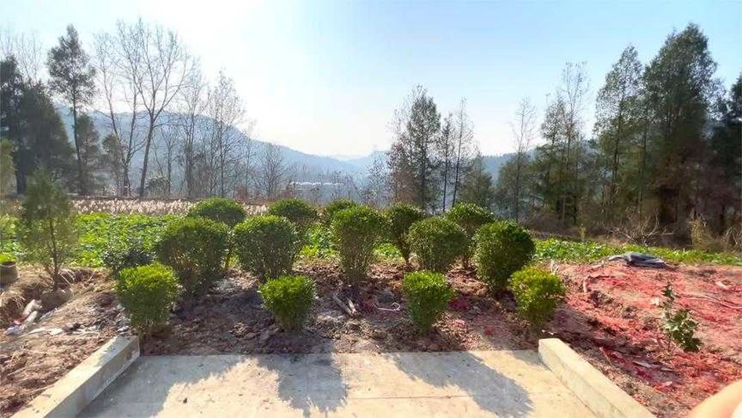 穴地周围,栽植树木的位置,赵一铭实地分享